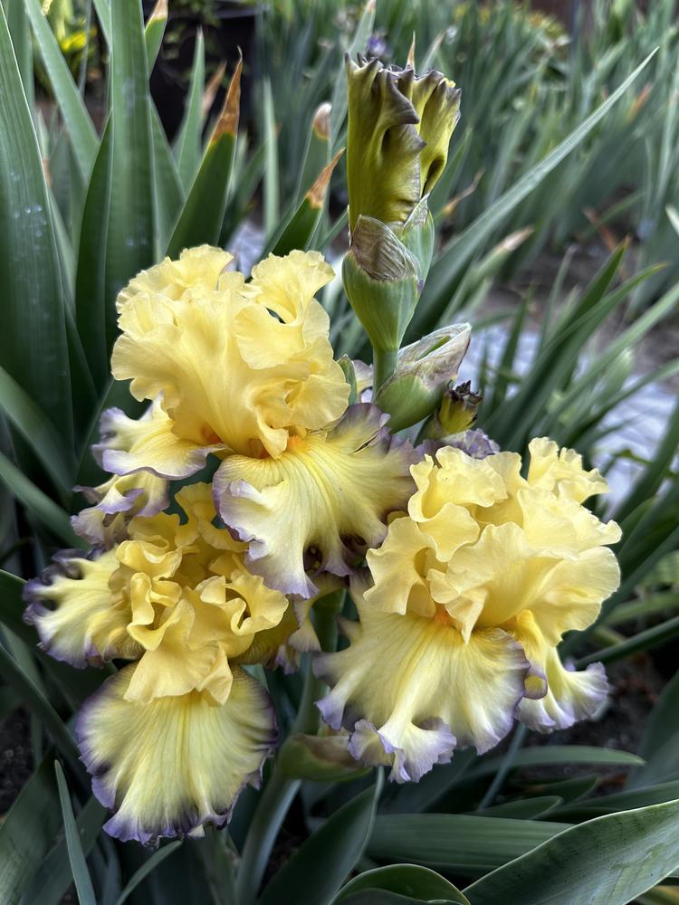 Photo of the bloom of Tall Bearded Iris (Iris 'Ruby Moon') posted by ...
