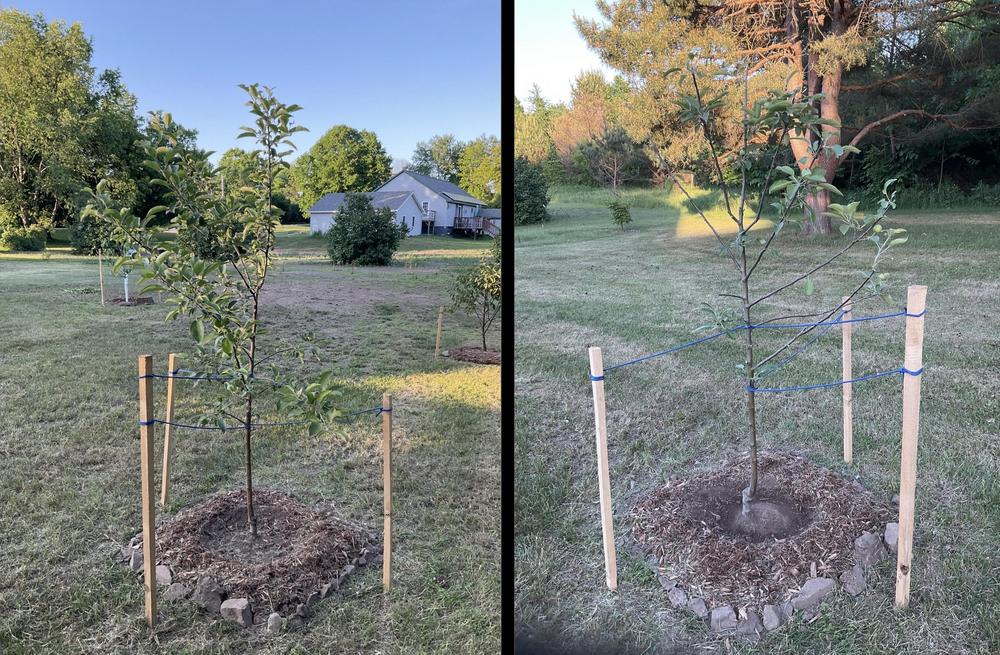 First time pruning, did I butcher my apple and pear trees? in the Ask a ...