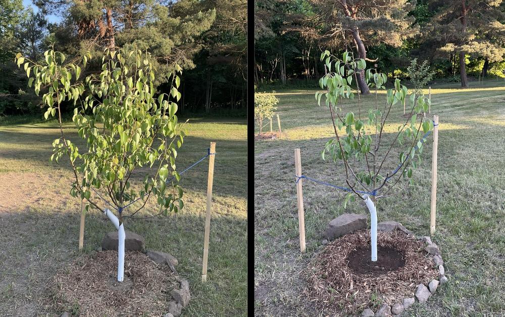 First time pruning, did I butcher my apple and pear trees? in the Ask a ...