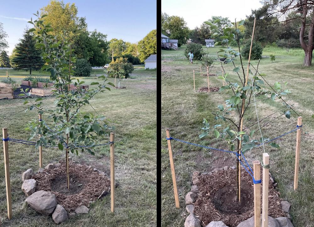 First time pruning, did I butcher my apple and pear trees? in the Ask a ...
