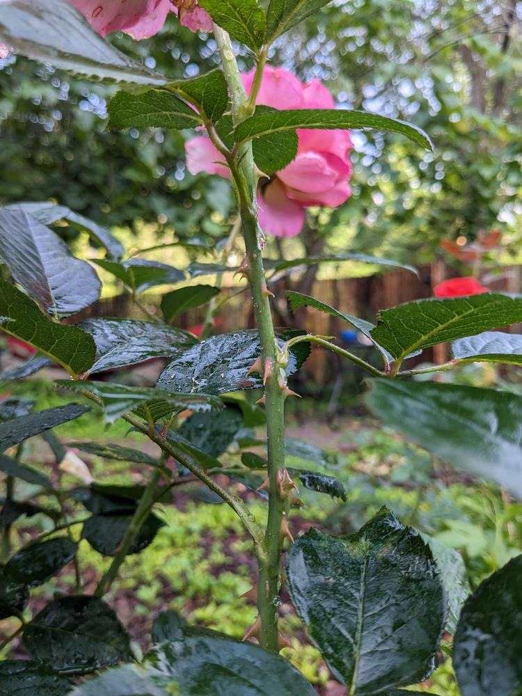 Photo of the thorns, spines, prickles or teeth of Rose (Rosa 'Pink ...