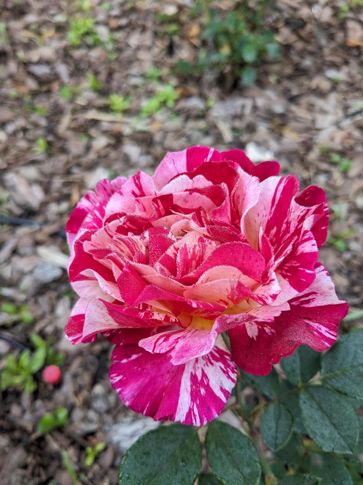 Photo of the bloom of Rose (Rosa 'Maurice Utrillo') posted by ...