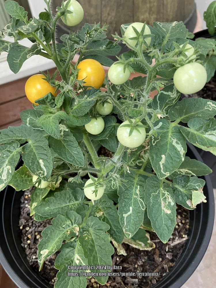 Photo of the entire plant of Tomato (Solanum lycopersicum 'Pinocchio ...