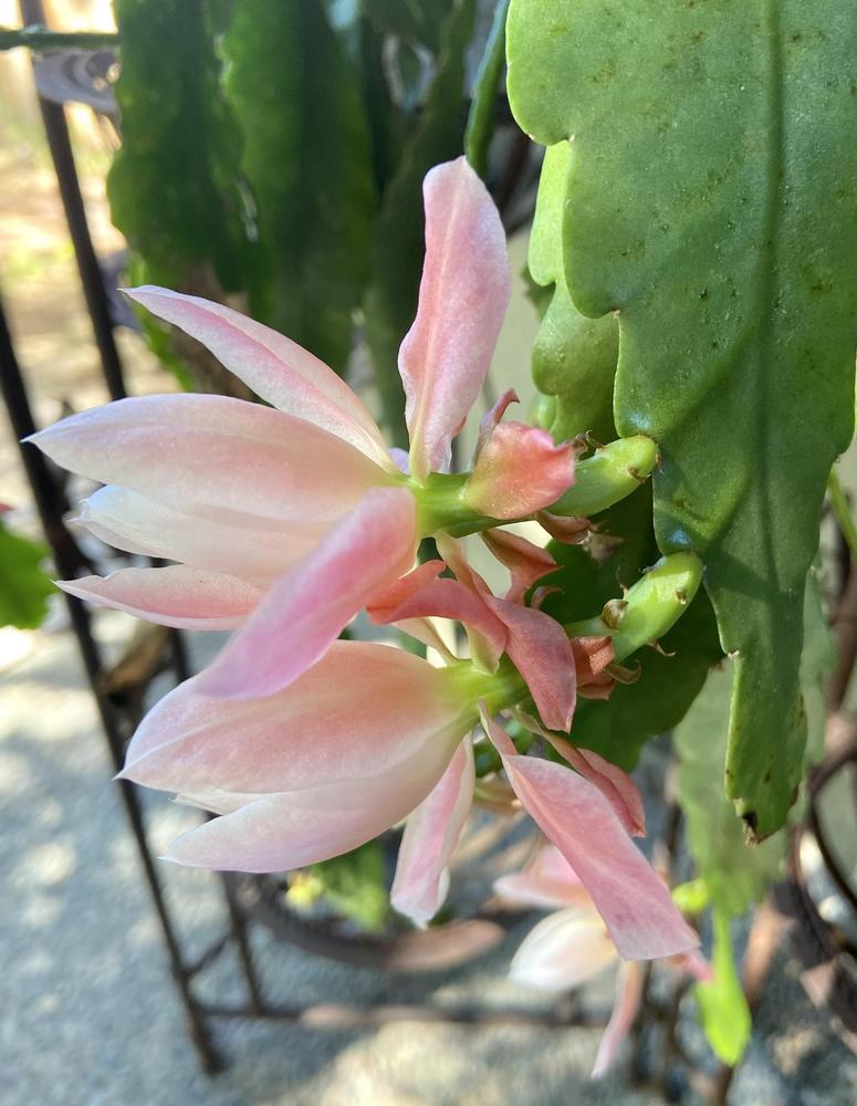 Photo of the bloom of German Empress (Disocactus phyllanthoides) posted ...