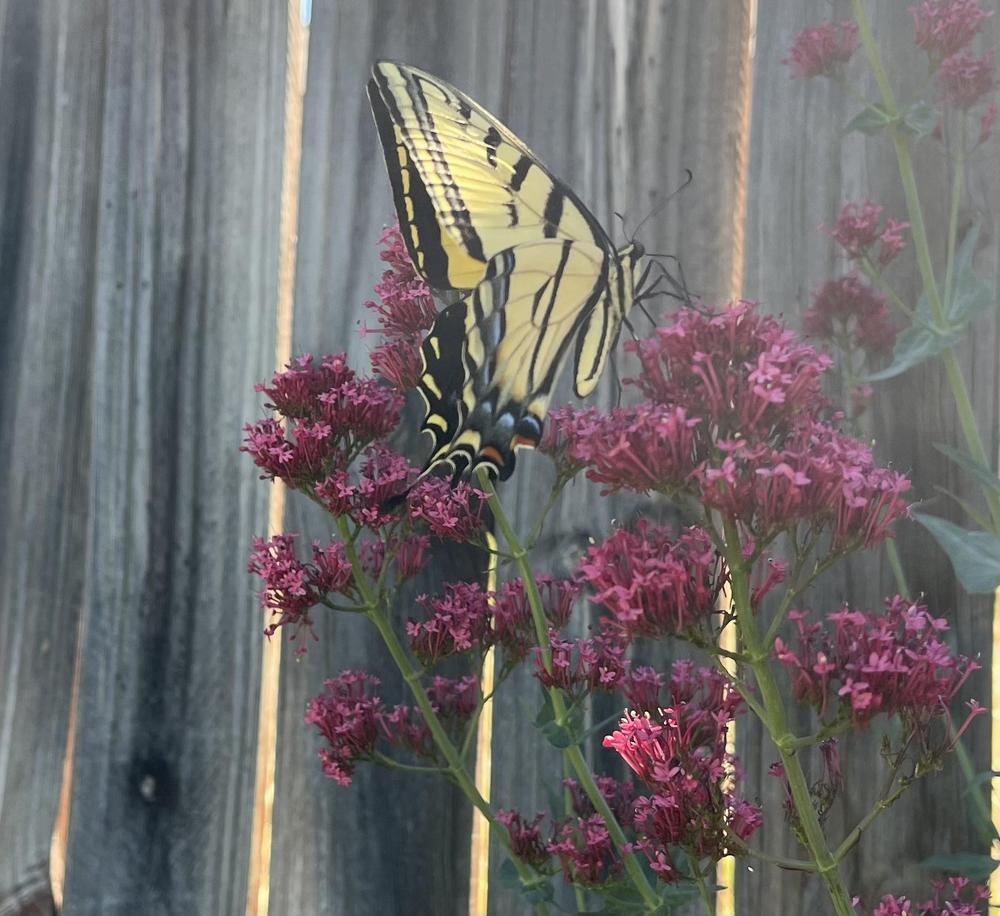 Photo of the bloom of Jupiter's Beard (Centranthus ruber) posted by ...