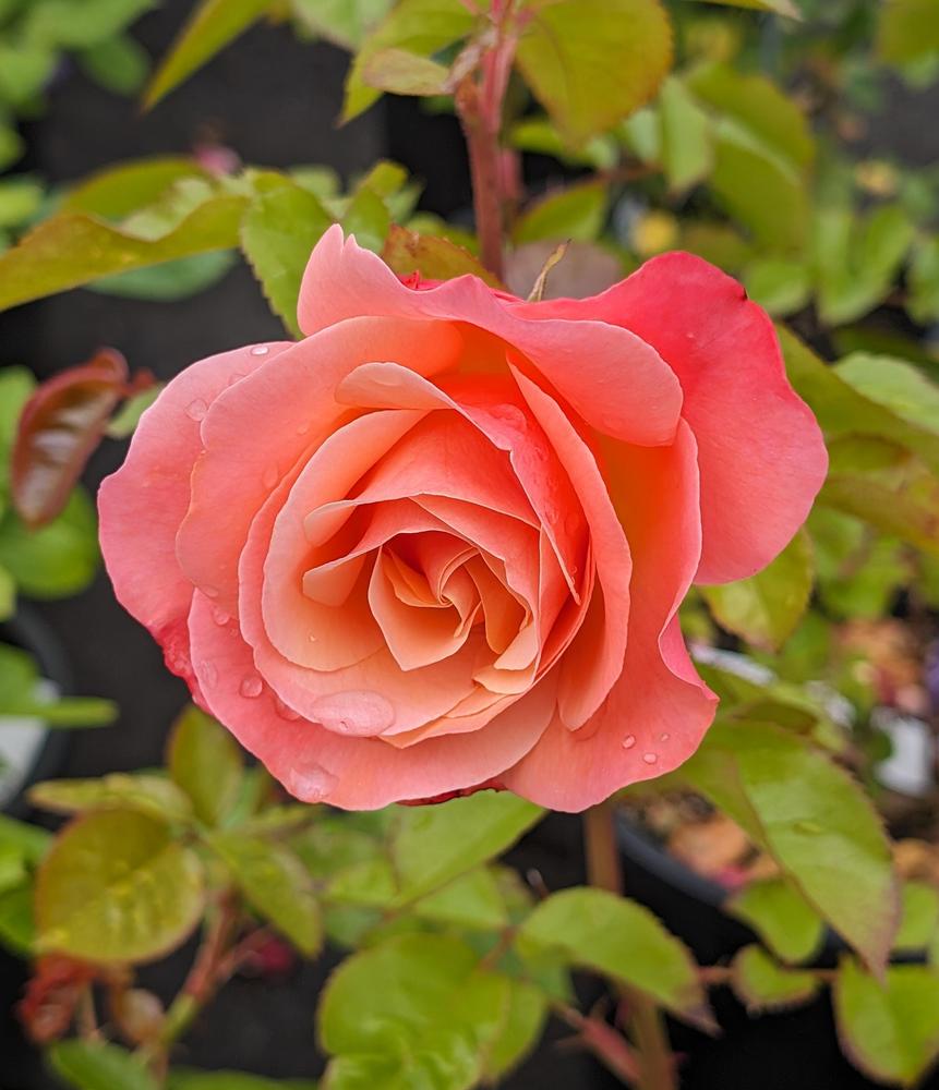 Rose (Rosa 'Colorific') in the Roses Database - Garden.org