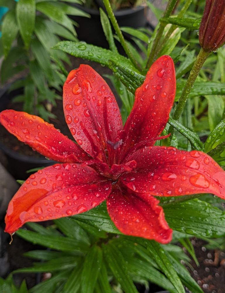 Lily (Lilium 'Red Twin ®') in the Lilies Database - Garden.org