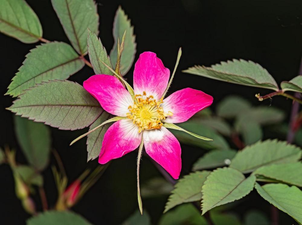 Photo of the bloom of Red Leaf Rose (Rosa glauca) posted by KatEnns ...