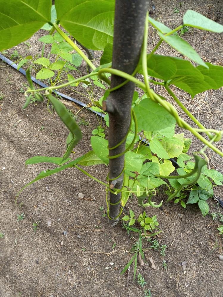 Photo of the entire plant of French Filet (Phaseolus vulgaris 'Helda ...