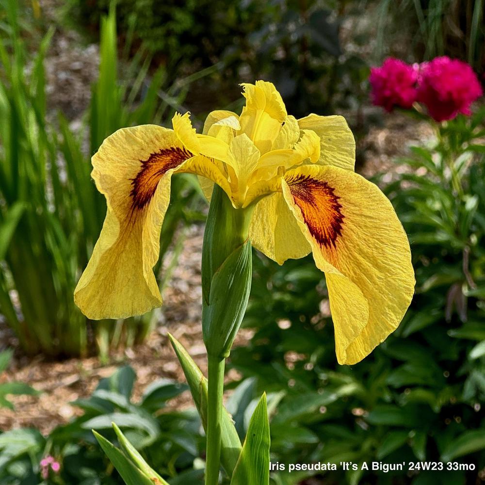 Photo of the bloom of Species X Iris (Iris 'It's a Bigun') posted by ...