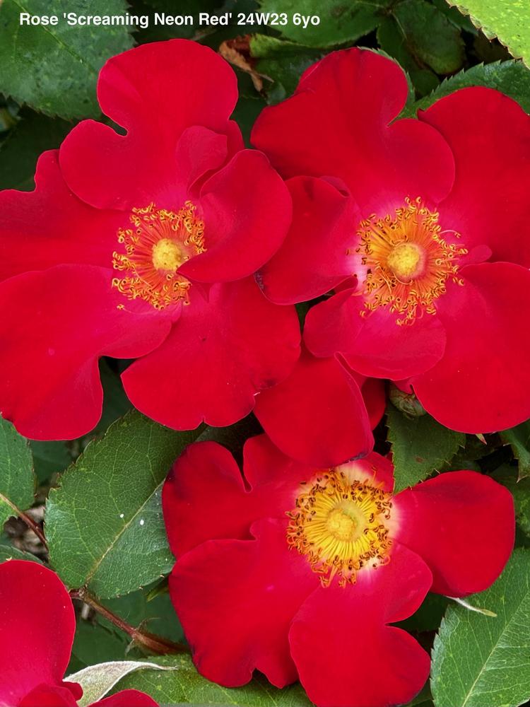 Photo of the bloom of Rose (Rosa 'Screaming Neon') posted by ...