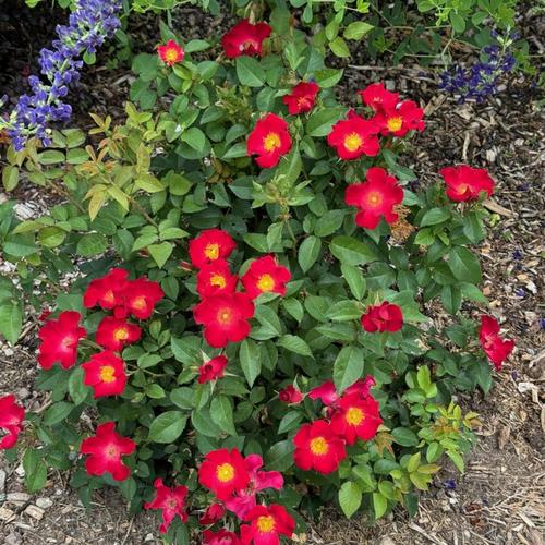 Rose (Rosa 'Screaming Neon') in the Roses Database - Garden.org