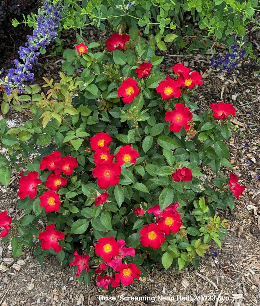 Rose (Rosa 'Screaming Neon') in the Roses Database - Garden.org