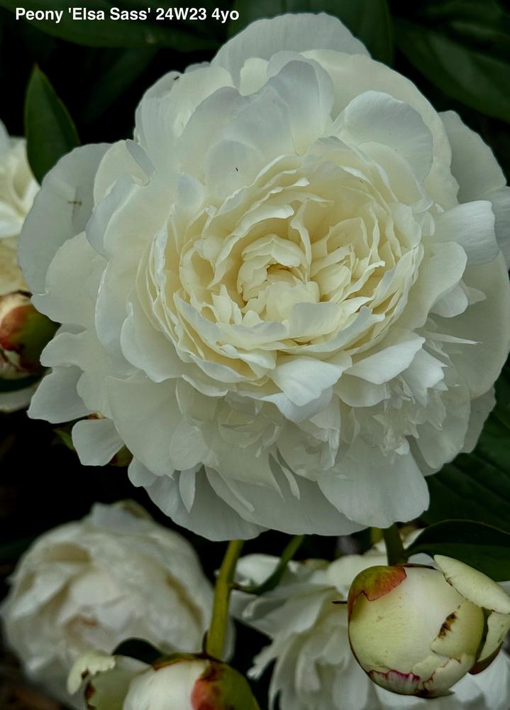 Peony (Paeonia lactiflora 'Elsa Sass') in the Peonies Database - Garden.org