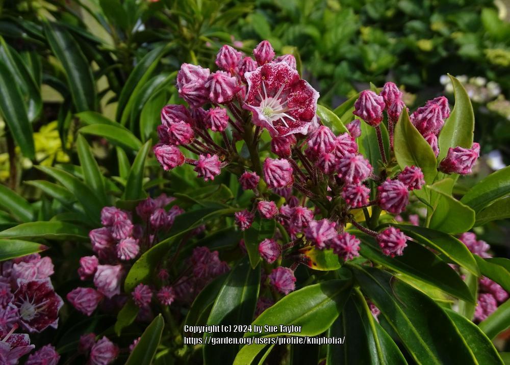Photo of the bloom of Mountain Laurel (Kalmia latifolia 'Pinwheel ...
