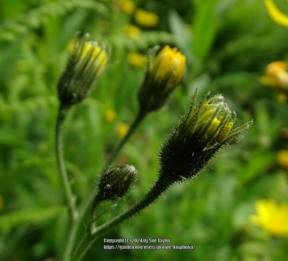 Photo of the closeup of buds, sepals and receptacles of Spotted ...
