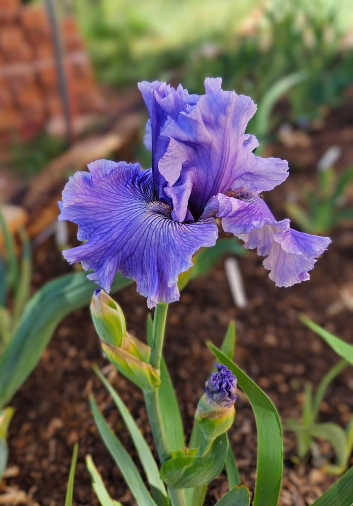 Photo of the bloom of Tall Bearded Iris (Iris 'Ocean Liner') posted by ...