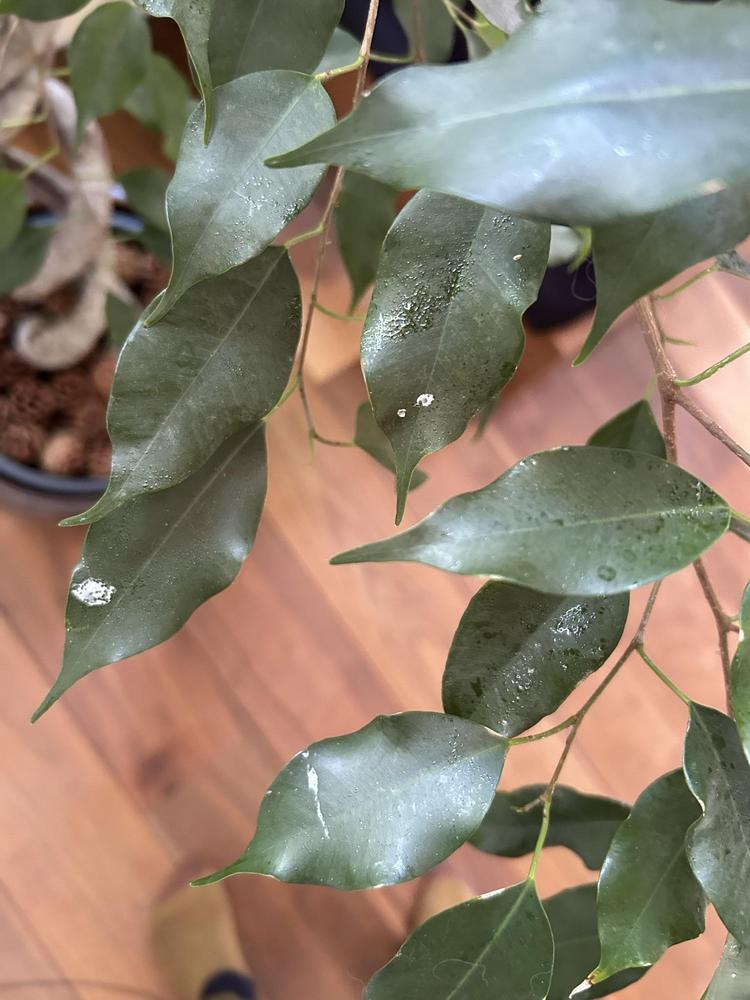 Please Help with pest on Ficus Benjamina in the Ask a Question forum ...