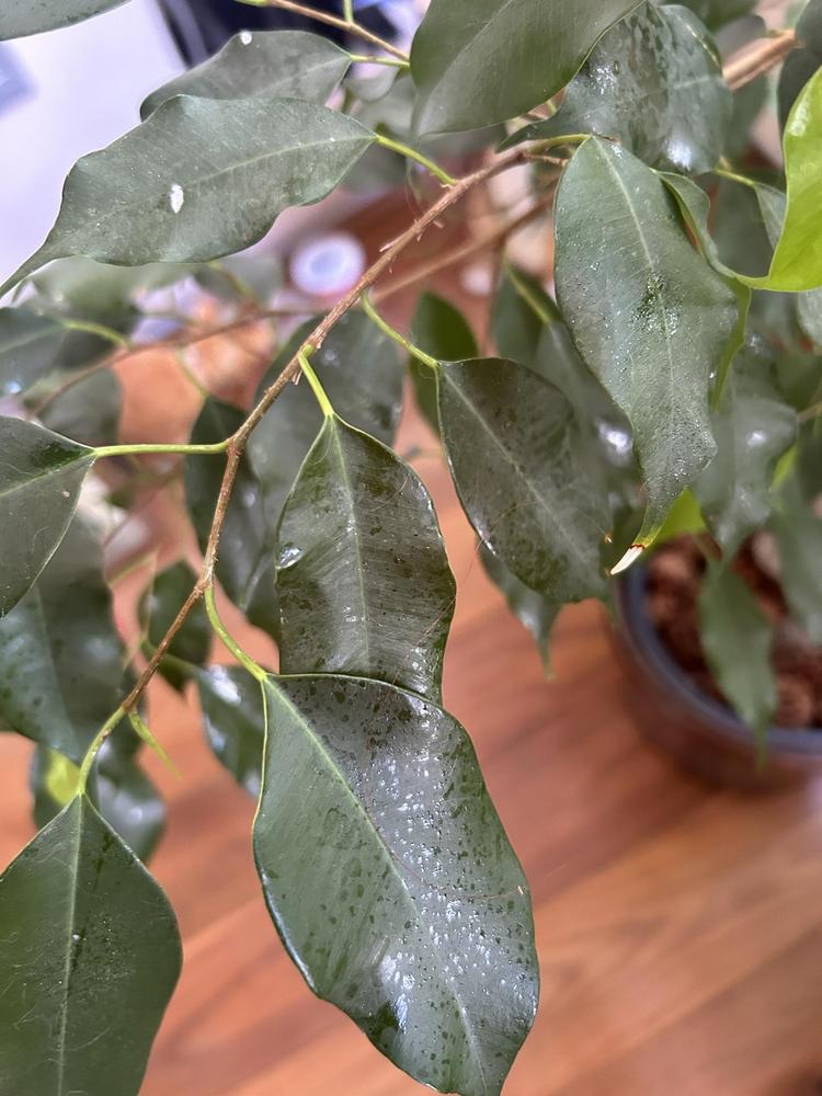 Please Help with pest on Ficus Benjamina in the Ask a Question forum ...