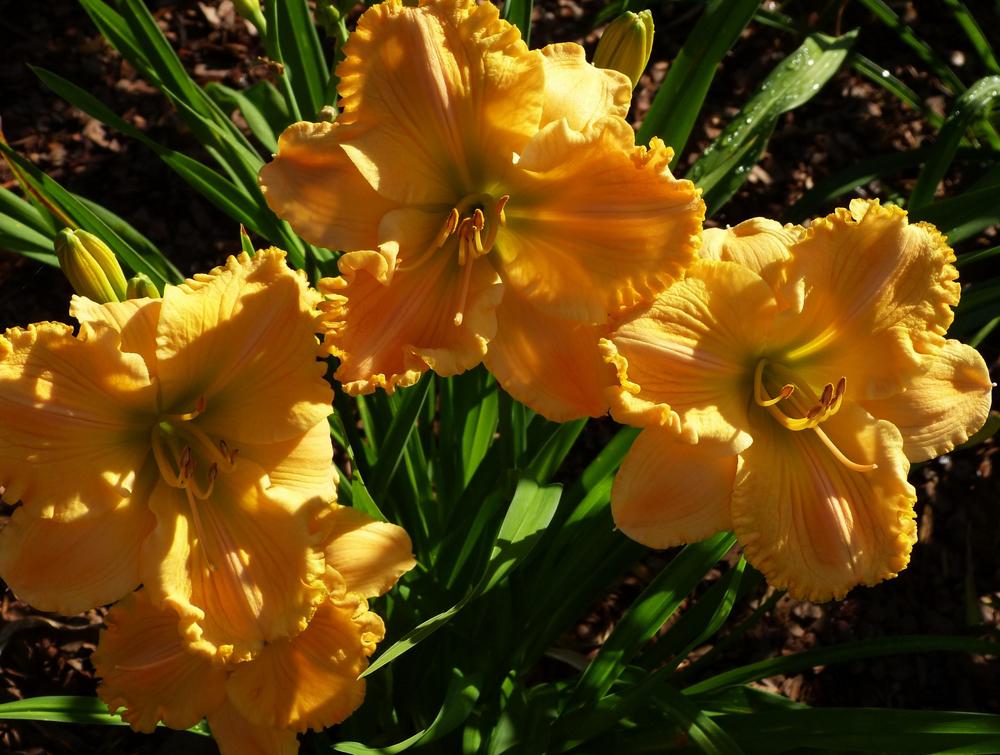 Photo of the bloom of Daylily (Hemerocallis 'Kennesaw Sunset') posted ...
