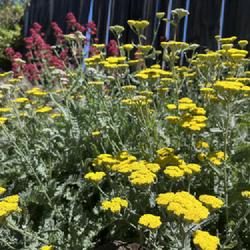 Yarrow (Achillea 'Moonshine') in the Yarrows Database - Garden.org
