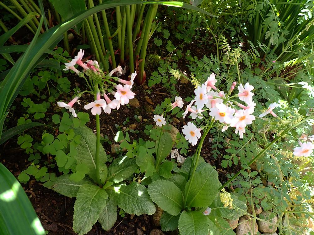 Photo of the entire plant of Japanese Primrose (Primula japonica 'Apple ...