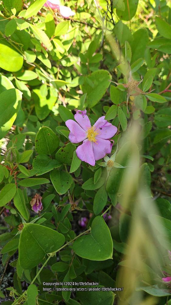 Swamp Rose (Rosa palustris) in the Roses Database - Garden.org