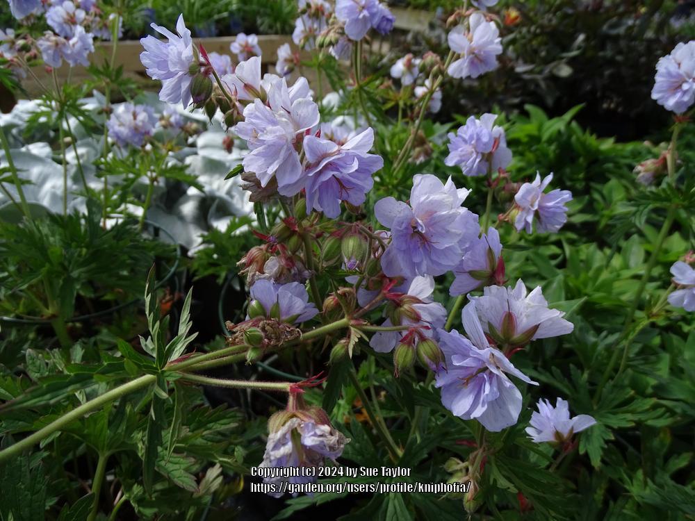 Photo of the bloom of Geranium (Geranium pratense 'Cloud Nine') posted ...