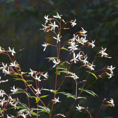 Bowman's Root (Gillenia trifoliata) - Garden.org