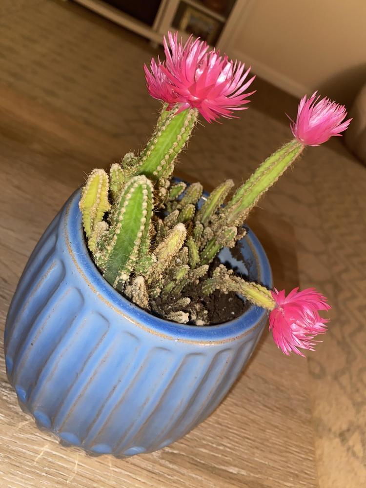 need help reviving in the Cactus and Succulents forum - Garden.org