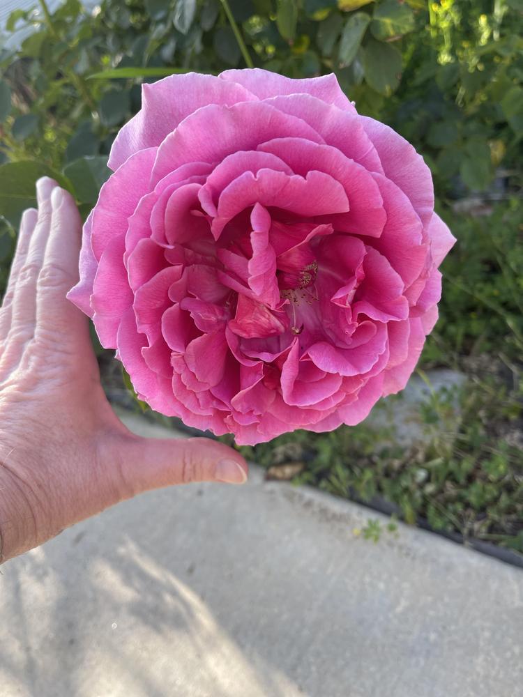 Photo of the bloom of Rose (Rosa 'Miranda Lambert') posted by ...