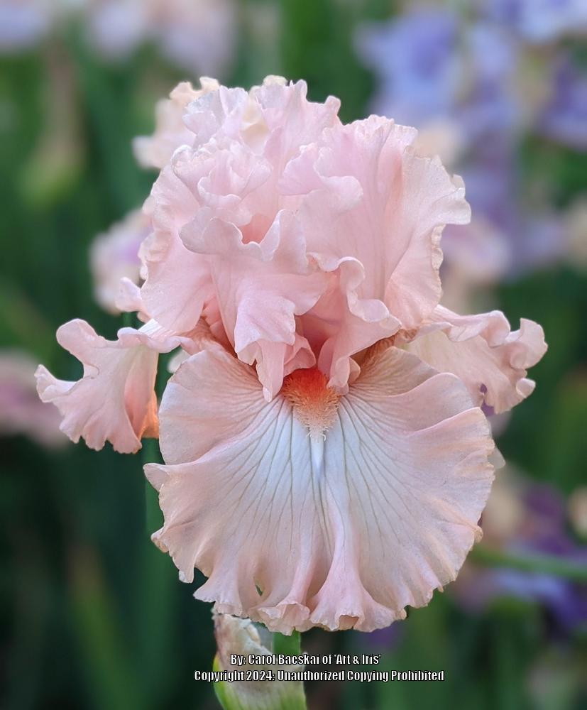 Tall Bearded Iris (Iris 'Pretty Kitty') in the Irises Database - Garden.org