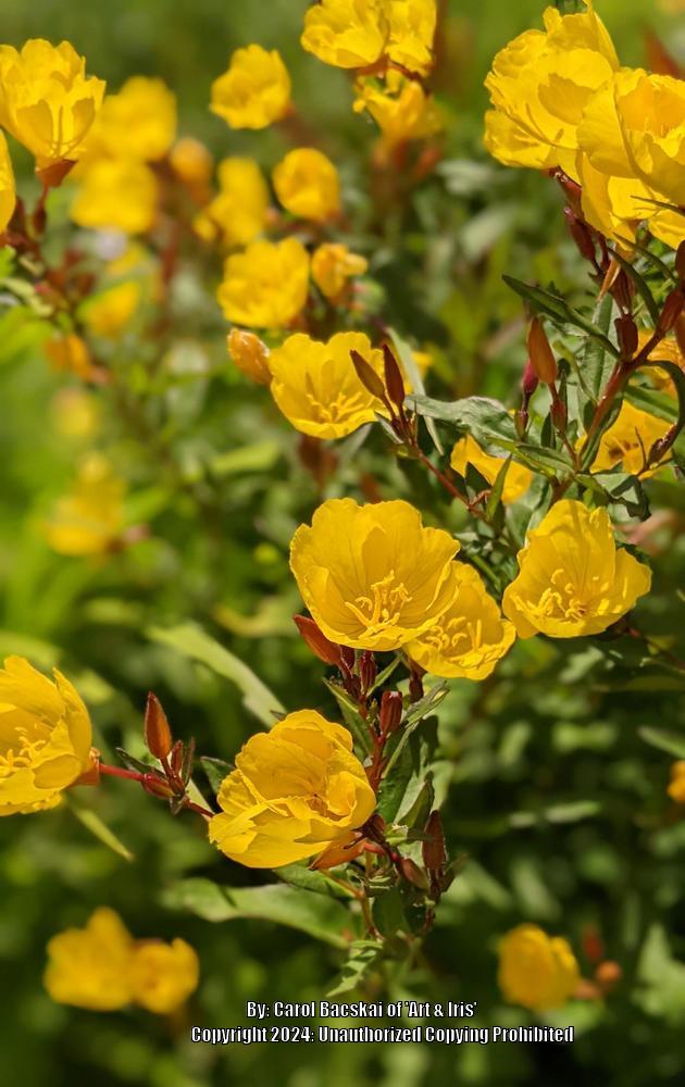 Sundrops (Oenothera tetragona 'Fireworks') in the Oenotheras Database ...