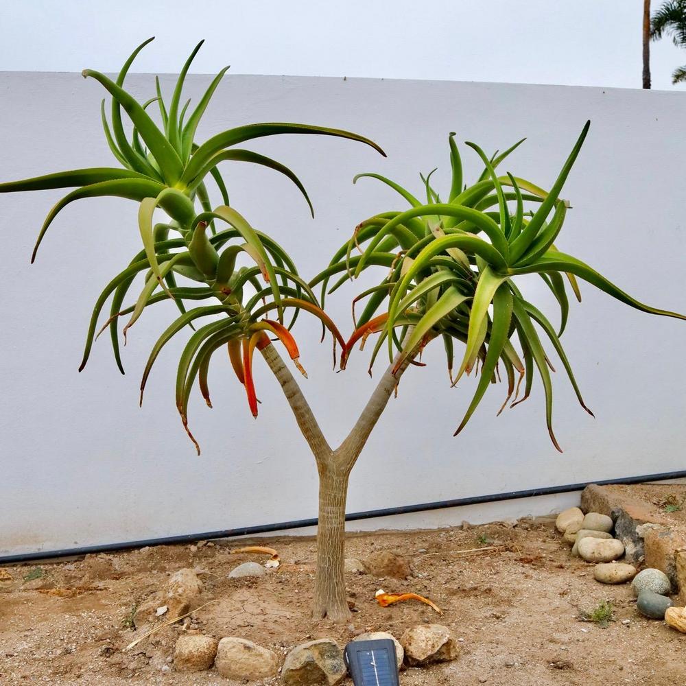 Photo of the entire plant of Mozambique Tree Aloe (Aloidendron ...