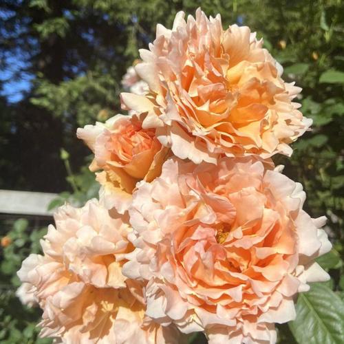 Rose (Rosa 'Polka') in the Roses Database - Garden.org