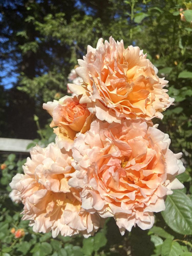 Rose (Rosa 'Polka') in the Roses Database - Garden.org