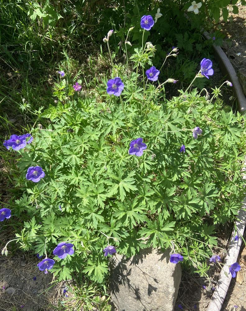 Photo of the entire plant of Hardy Geranium (Geranium 'Brookside ...