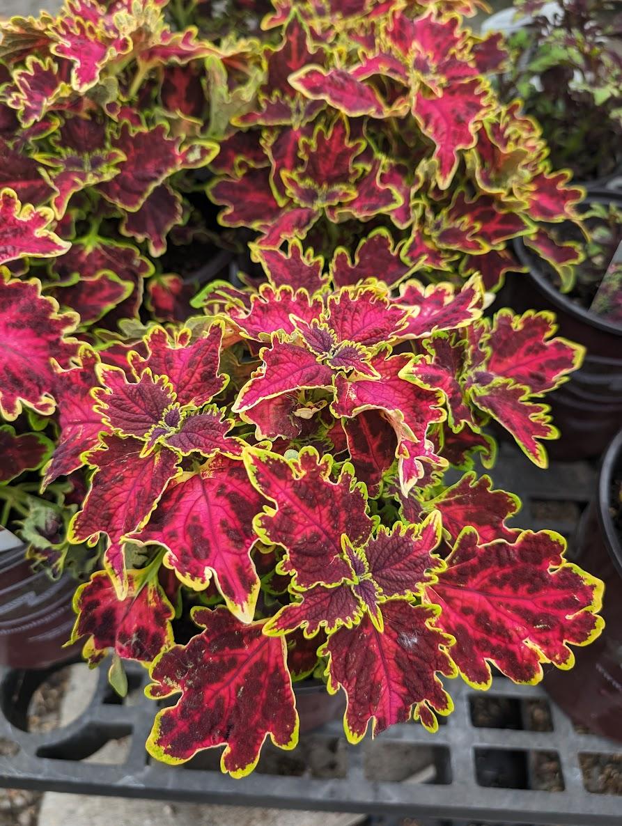 Photo of the entire plant of Coleus (Coleus scutellarioides 'Solar ...