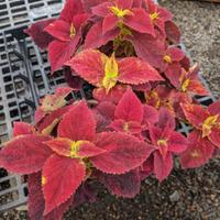Photo of the entire plant of Coleus (Coleus scutellarioides 'Alabama ...