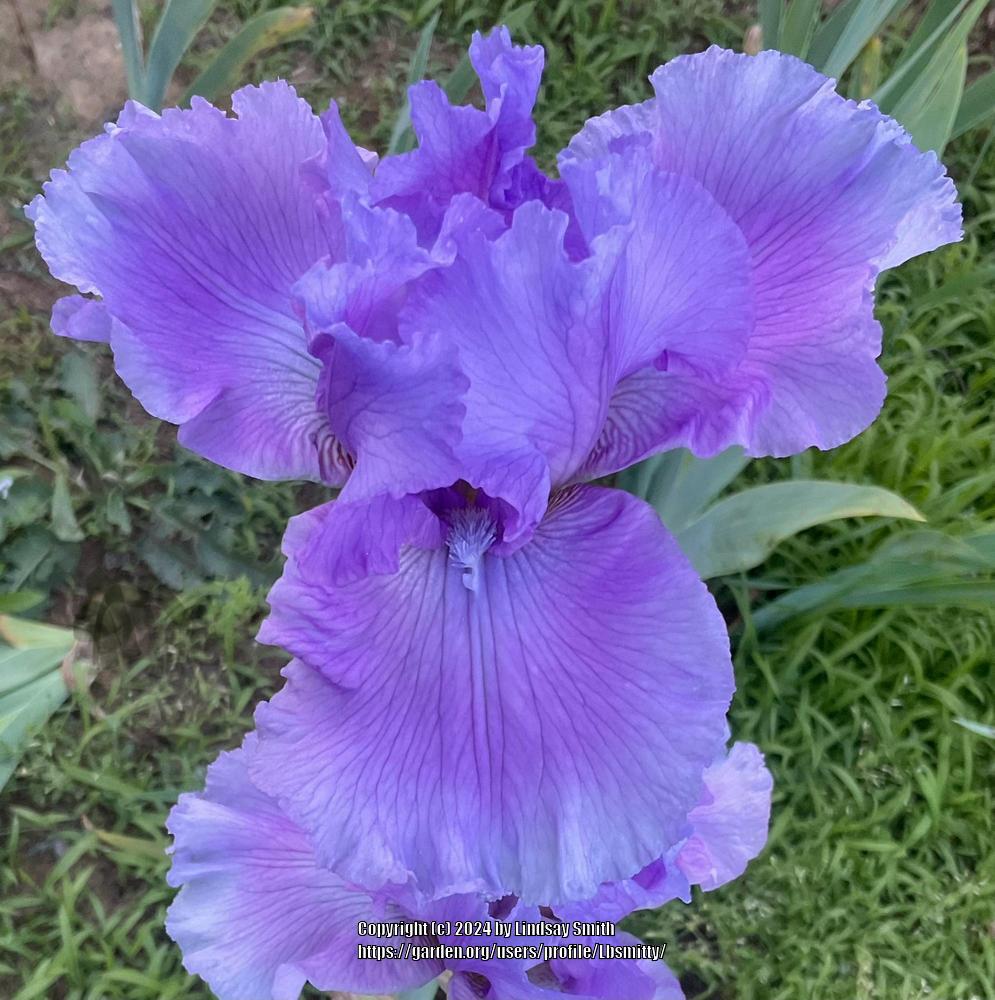 Photo of the bloom of Tall Bearded Iris (Iris 'Orchid Dove') posted by ...