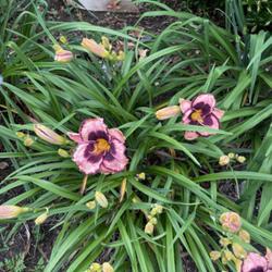 Daylily (Hemerocallis 'Eyes on the Prize') in the Daylilies Database - Garden.org