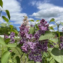 Photo of the bloom of Common Lilac (Syringa vulgaris 'Sensation ...