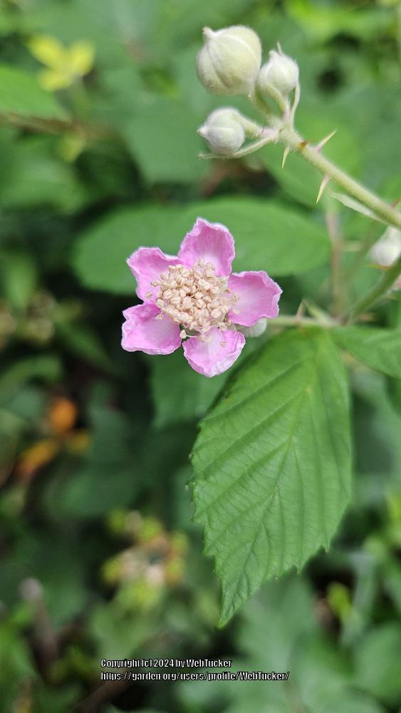 Photo of the stamens, filaments and pistils of Himalayan Berry (Rubus ...