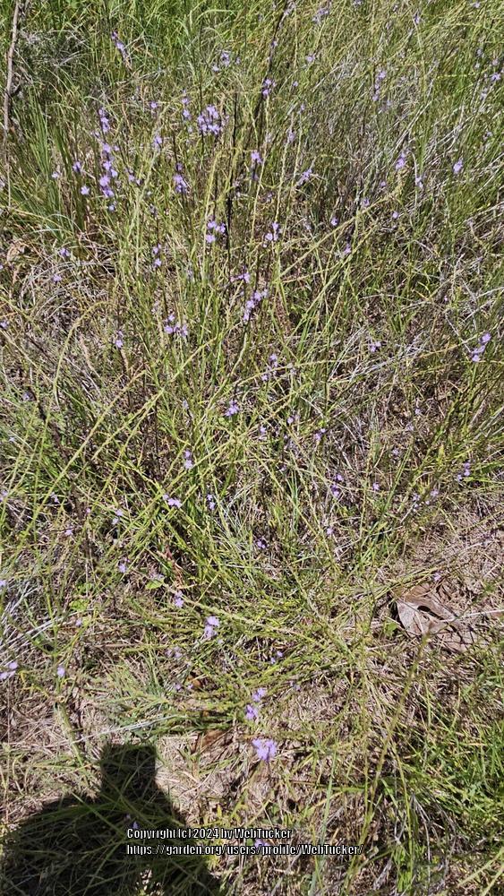Photo of the entire plant of Texas Vervain (Verbena halei) posted by ...