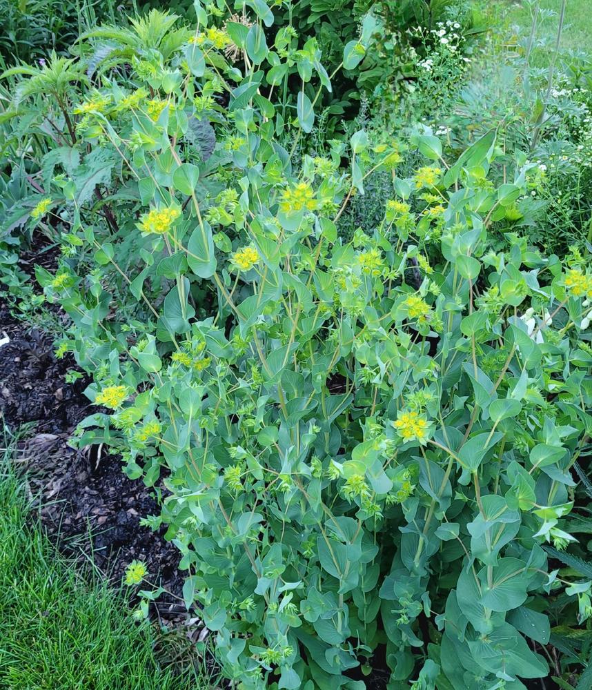 Photo of the entire plant of Bupleurum rotundifolium 'Griffiti' posted ...
