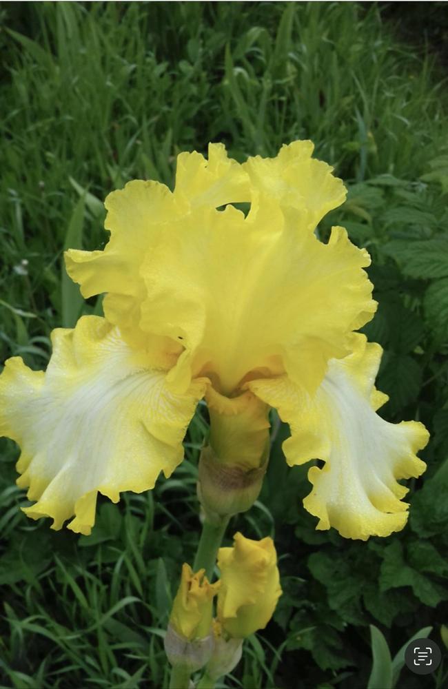 Photo of the bloom of Tall Bearded Iris (Iris 'May Ennis Prescott ...