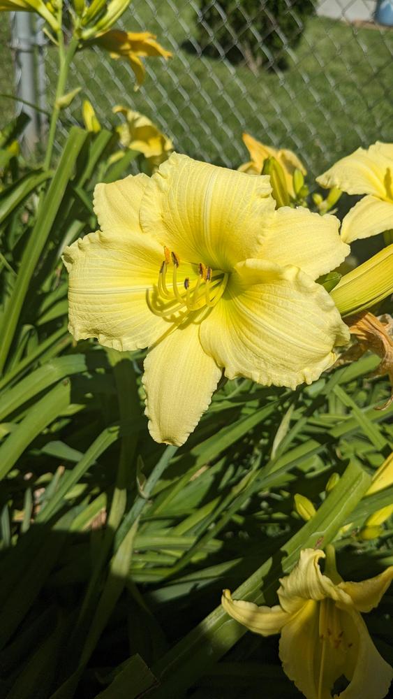 Photo of the bloom of Daylily (Hemerocallis 'Big Time Happy') posted by ...