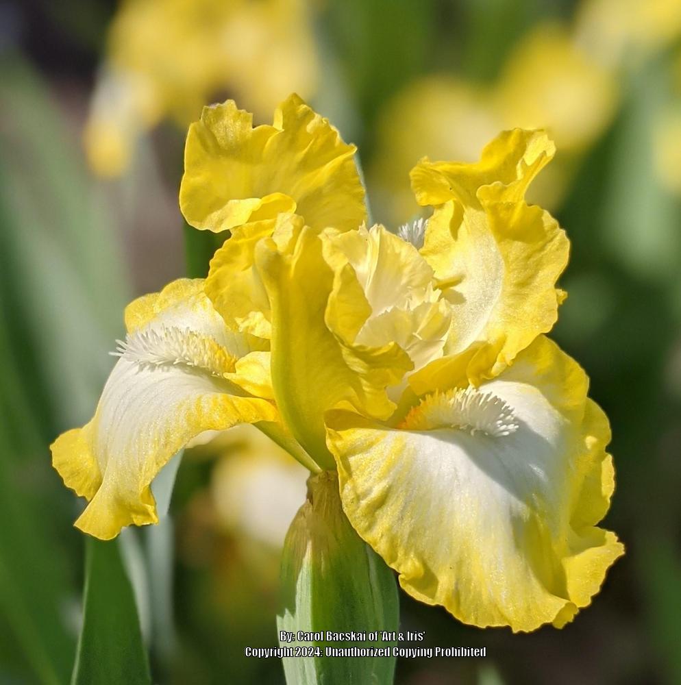 Photo of the bloom of Standard Dwarf Bearded Iris (Iris 'Lemon Freeze ...