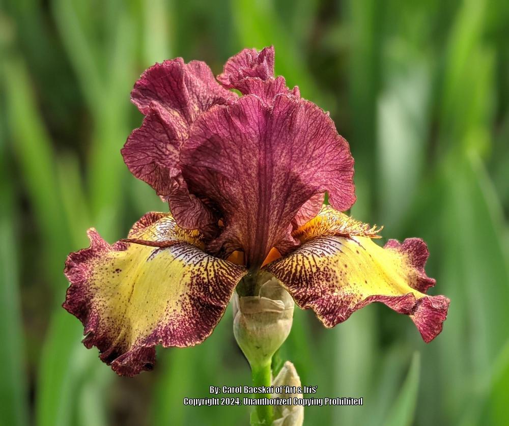 Photo of the bloom of Tall Bearded Iris (Iris 'Clown Around') posted by ...
