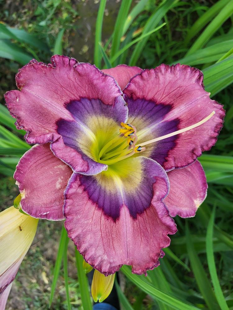 Daylily (Hemerocallis 'Garden Odyssey') in the Daylilies Database - Garden.org